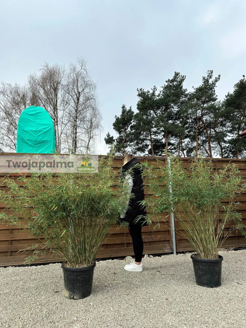 Bambus Fargesia rufa - Fargesia rozłożysta/rdzawa - 25L, 140-160cm